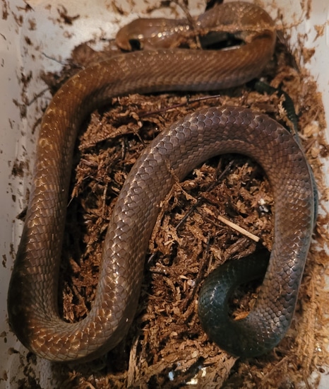 100% Het Axanthic Black Tail Cribo Cribo & Indigo Snakes by R.O.G Reptiles
