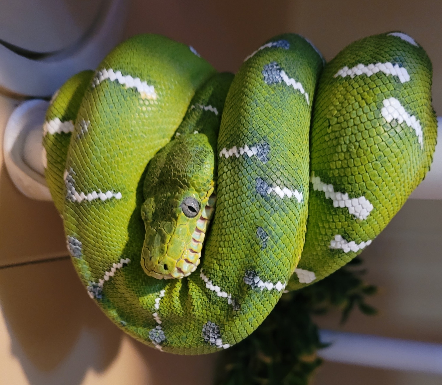 Northern Emerald Tree Boa by R.O.G Reptiles - MorphMarket