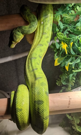 Anaconda Phase Emerald Tree Boa Northern Emerald Tree Boa by R.O.G Reptiles