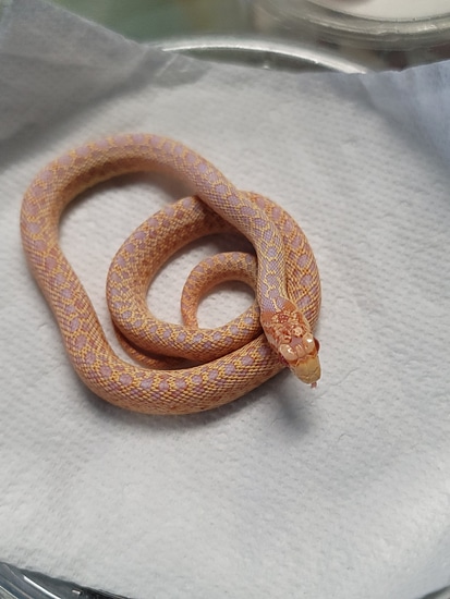 Albino Gopher Snake Female by R.O.G Reptiles