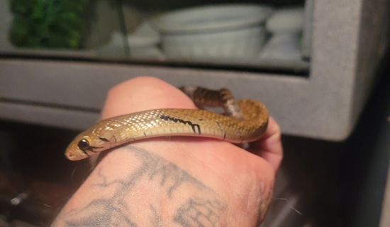 Black Tail Cribo Cribo & Indigo Snakes by R.O.G Reptiles