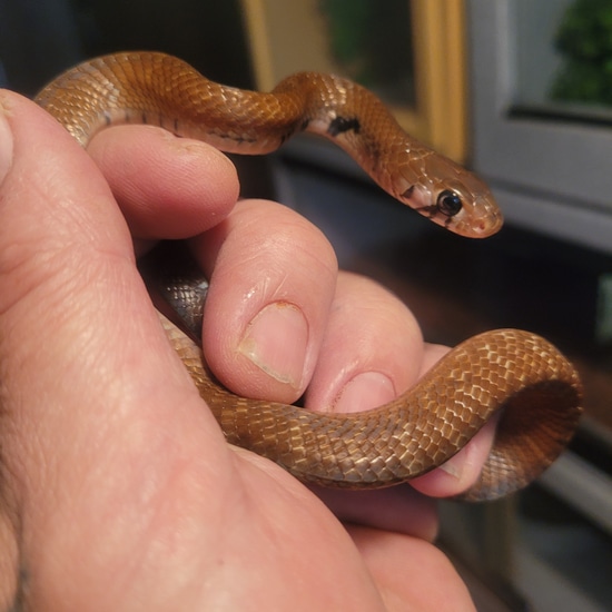 Het Axanthic Black Tail Cribo Cribo & Indigo Snakes by R.O.G Reptiles