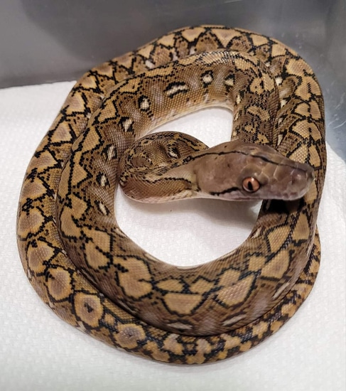 Pure Kalatoa Super Dwarf Tk Line Reticulated Python By Rog Reptiles