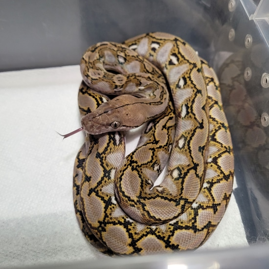 Anery Super Dwarf Reticulated Python by R.O.G Reptiles