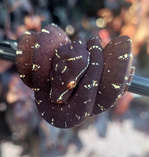 Uscbb Red Jayapura X Aru Green Tree Python by R.O.G Reptiles