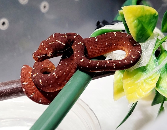 Uscbb...jayapura X Aru Red Neo Green Tree Python by R.O.G Reptiles