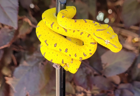 USCBB....jayapura X Aru Yellow Neo Green Tree Python by R.O.G Reptiles