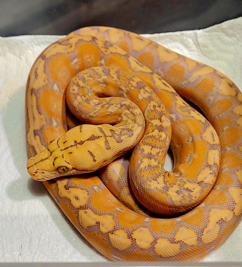 Purple Marble Reticulated Python by R.O.G Reptiles
