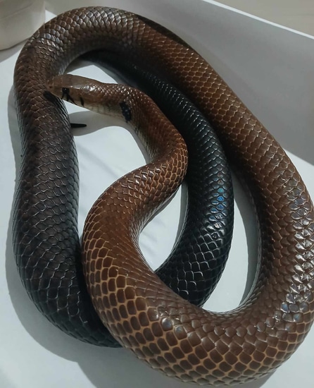 Black Tail Cribo Cribo & Indigo Snakes by R.O.G Reptiles
