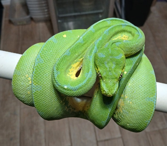 Pair Cbb Pure Sorong European Line Green Tree Python by R.O.G Reptiles