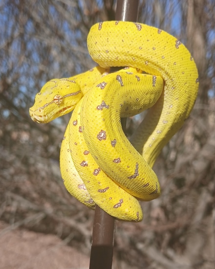 USCBB....jayapura X Aru Yellow Neo Green Tree Python by R.O.G Reptiles