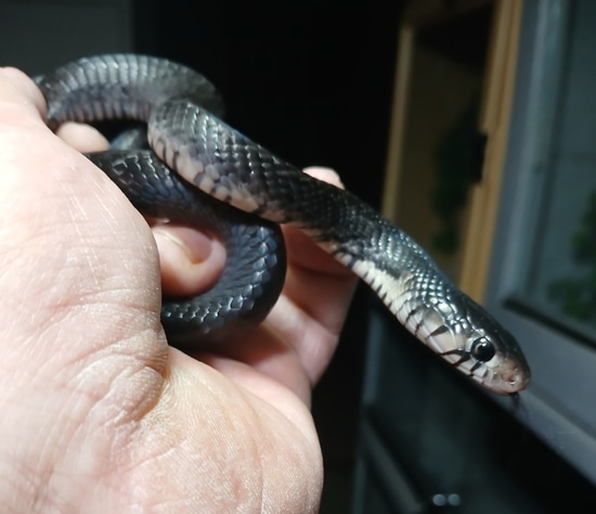 Mexican Red Tail Indigo Cribo & Indigo Snakes by R.O.G Reptiles