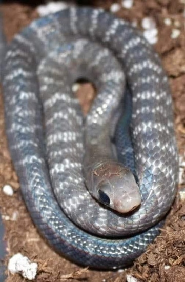 Now Accepting Deposits For Het Axanthic And Visual Axanthic Black Tail ...