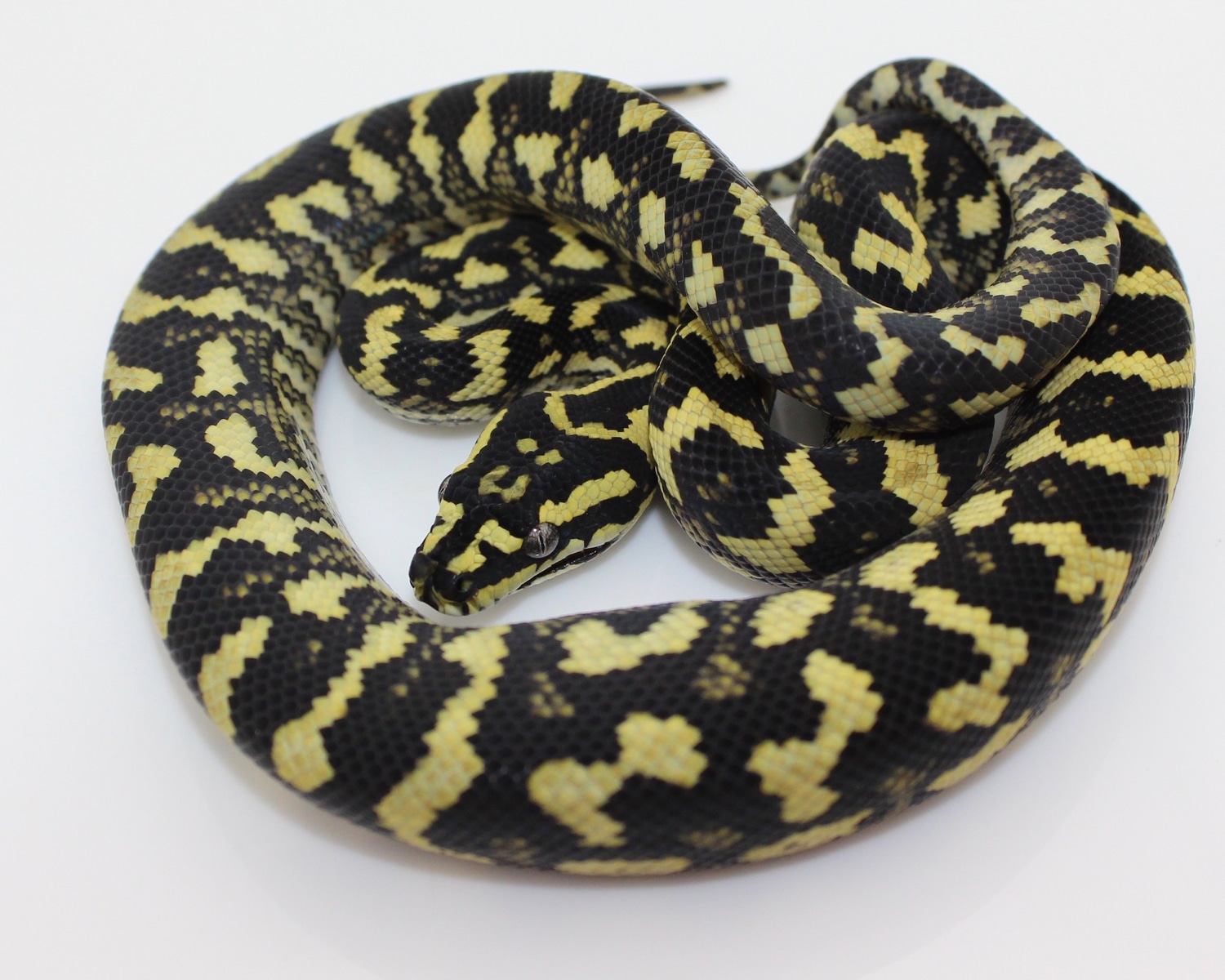 3.0 2020 Carpets Jungle Carpet Python by Rogue-Reptiles - MorphMarket