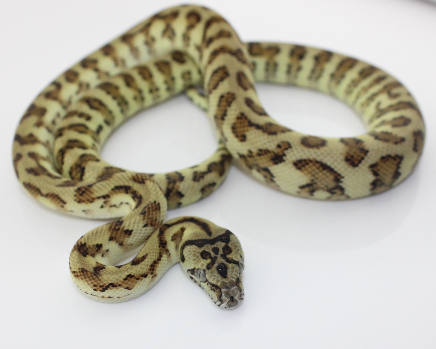 2021 Caramel Jaguar 66% Poss Het Axanthic Coastal Carpet Python by ...