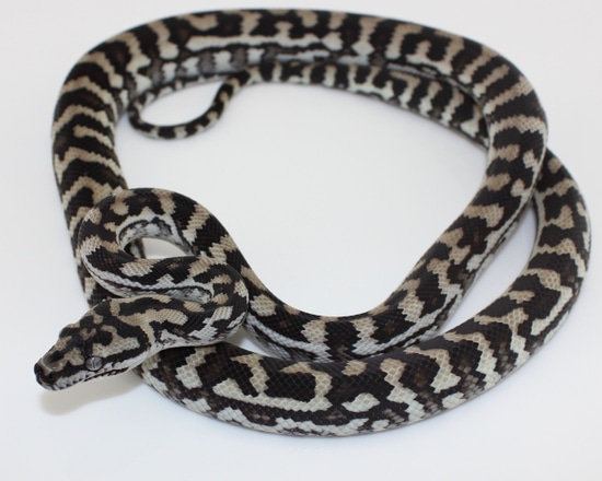 2021 Female Axanthic Coastals Coastal Carpet Python by Rogue-Reptiles