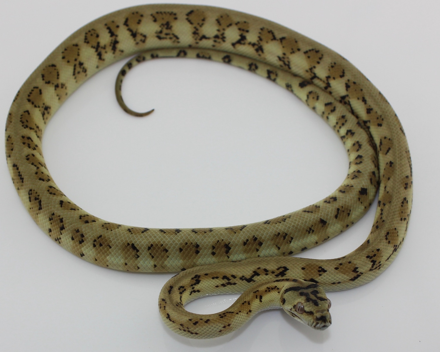 2021 Male Caramel Jag Coastal Carpet Python by Rogue-Reptiles - MorphMarket