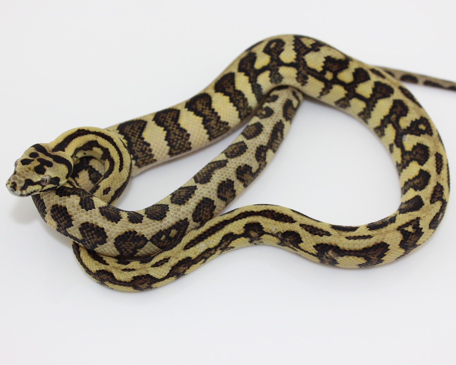 Ocelot Jag Jungle Carpet Python by Rogue-Reptiles - MorphMarket