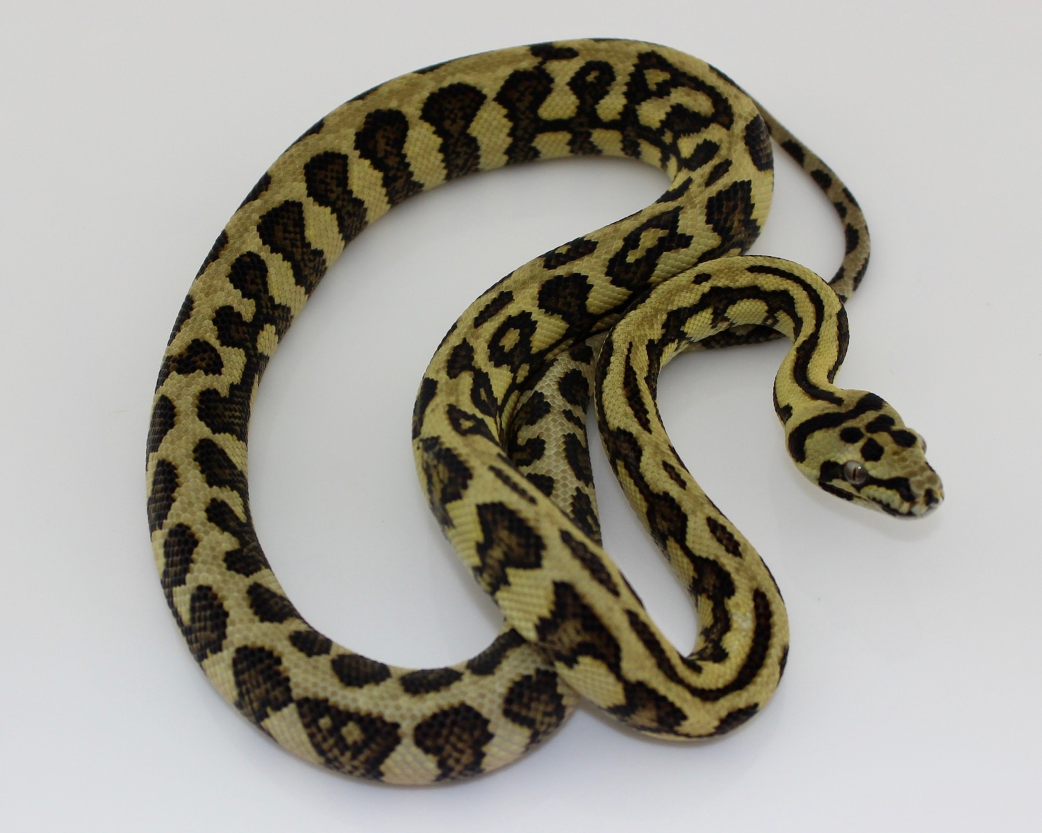 Ocelot Jag Jungle Carpet Python by Rogue-Reptiles - MorphMarket