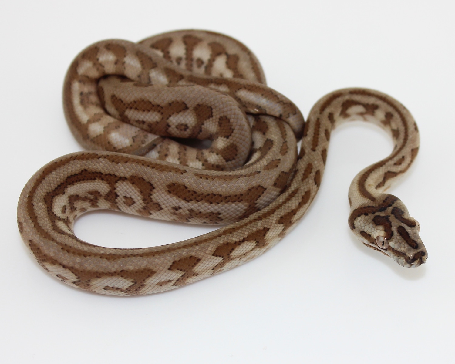 2022 Female Caramel Jag Coastal Carpet Python by Rogue-Reptiles ...