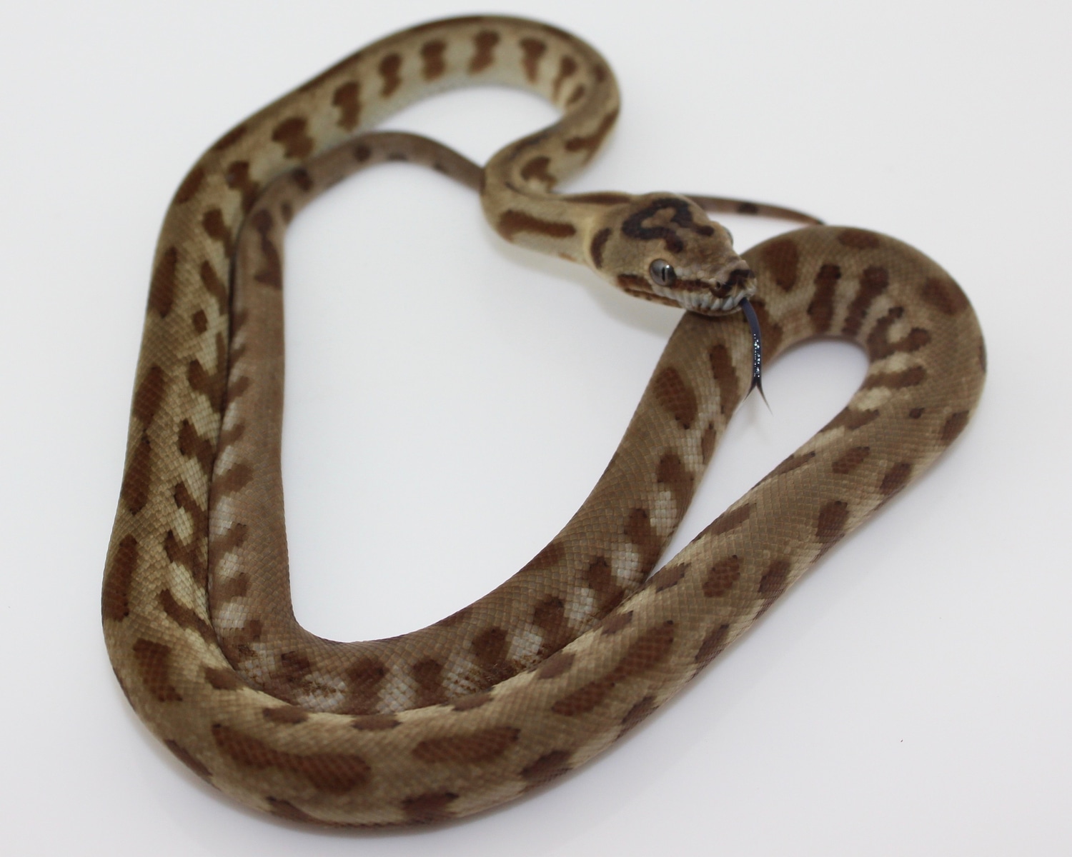 2022 Male Caramel Jag Coastal Carpet Python by Rogue-Reptiles - MorphMarket