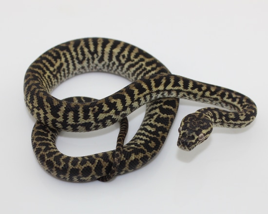 2022 Male WOW Line Zebra Jungle Carpet Python by Rogue-Reptiles