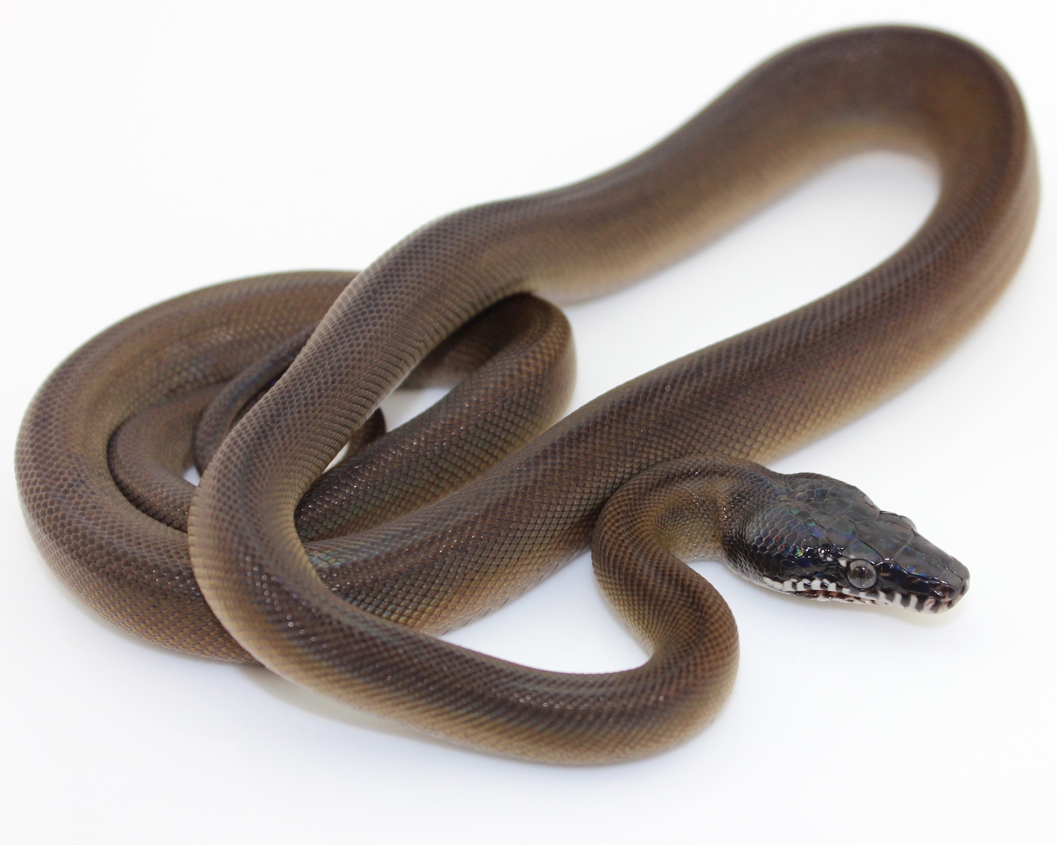 CBB Gold White-lipped Python by Rogue-Reptiles - MorphMarket