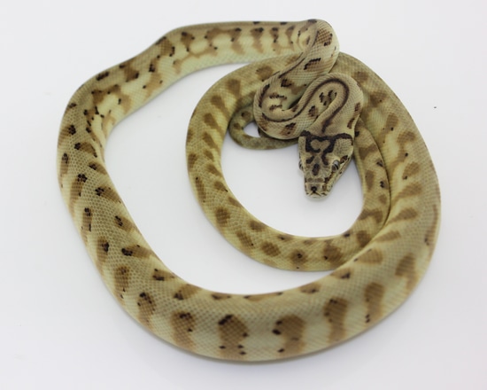 2022 Female Caramel Jag Coastal Carpet Python by Rogue-Reptiles