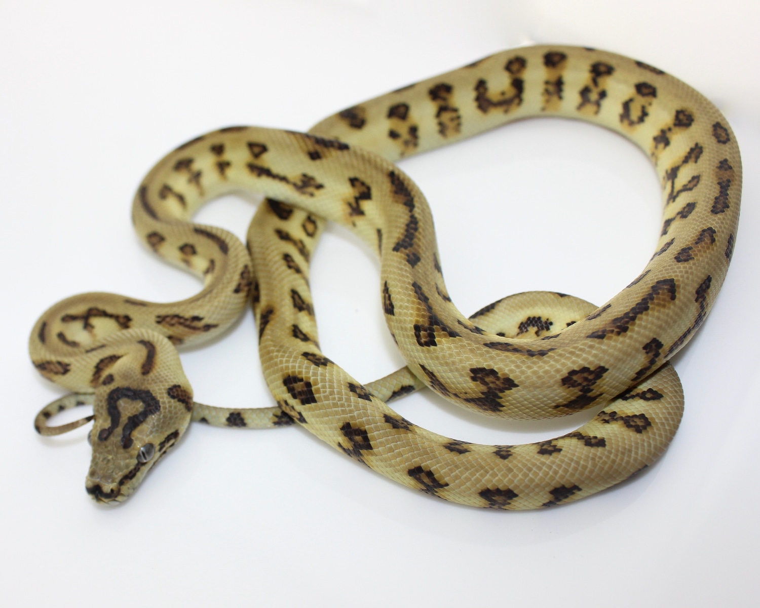 2022 Male Caramel Jag Coastal Carpet Python by Rogue-Reptiles - MorphMarket
