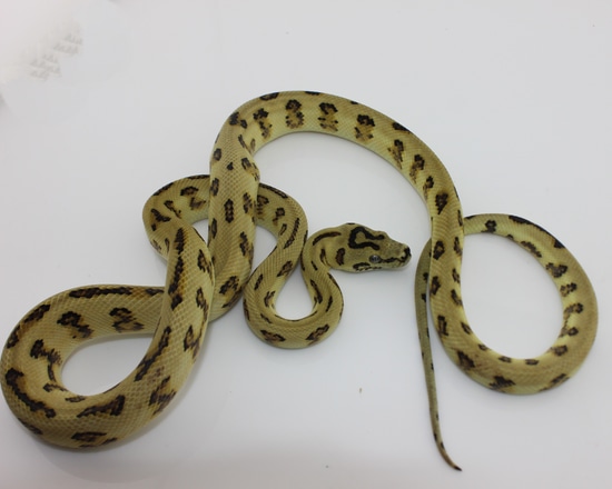 2022 Male Caramel Jag Coastal Carpet Python by Rogue-Reptiles
