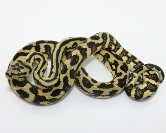 Ocelot Jag Other Carpet Python by Rogue-Reptiles