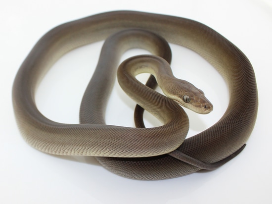 2023 1.1 Olive Pythons by Rogue-Reptiles