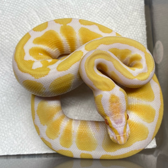 High Contrast Albino Ball Python by Cornerstone Ball Pythons