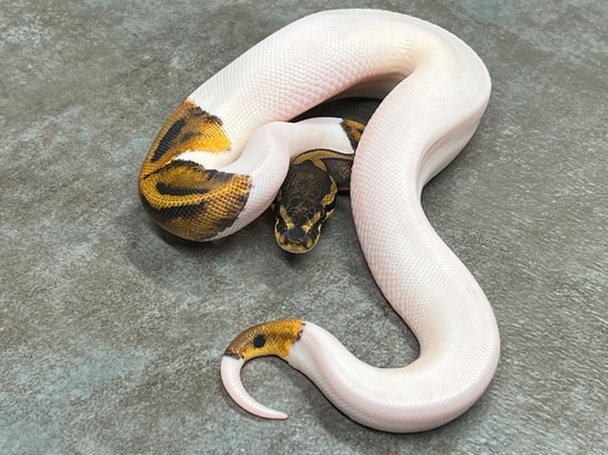 Pumpkin 🎃 Pied Ball Python by Cornerstone Ball Pythons