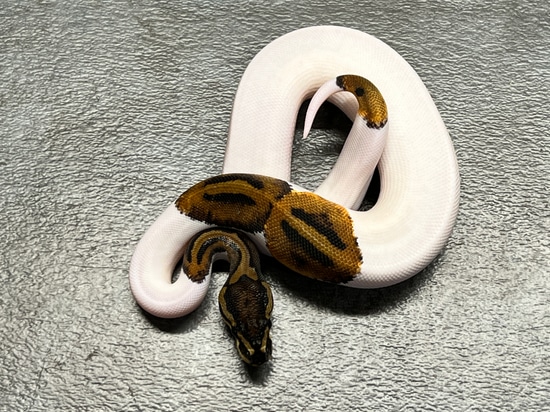 Yellowbelly Pied Ball Python by Cornerstone Ball Pythons