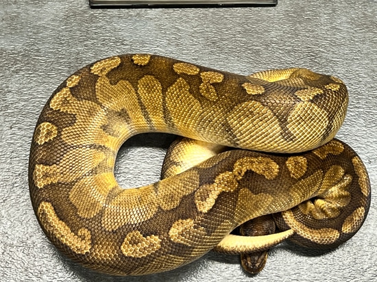 Dbl Het Sunset & Clown Ball Python by Cornerstone Ball Pythons