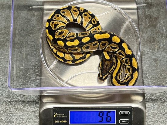 Het Sunset Het Clown Ball Python by Cornerstone Ball Pythons