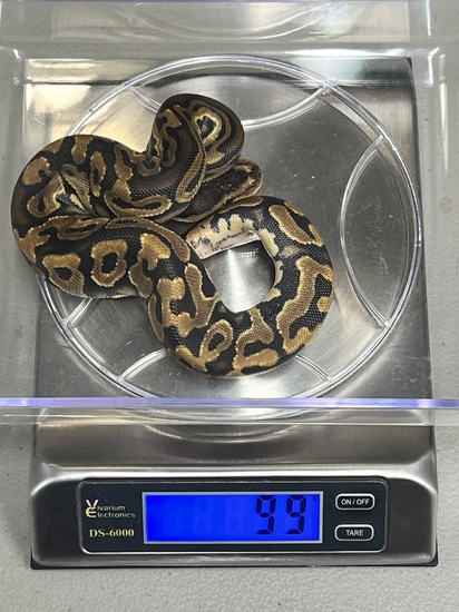 PUZZLE Ball Python by Cornerstone Ball Pythons