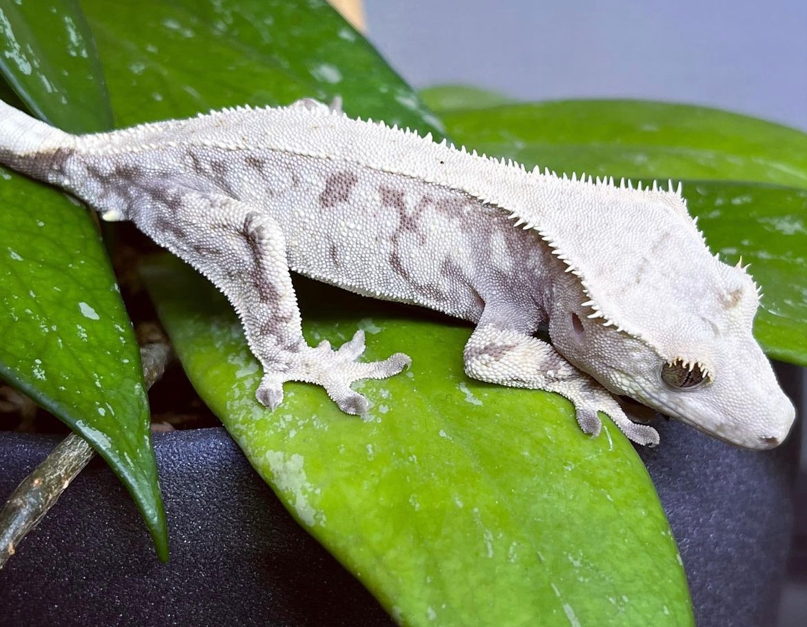 Rogue Cresties's Collection - MorphMarket