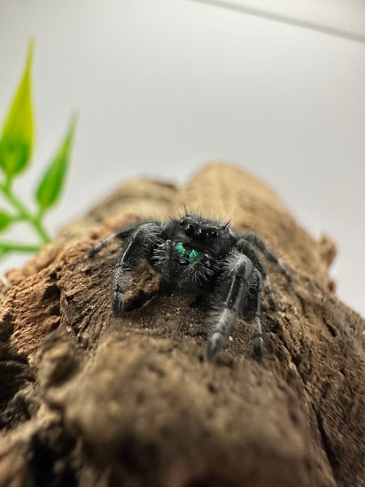 Male Phidippus Regius Jumping Spider by Rogue Exotics