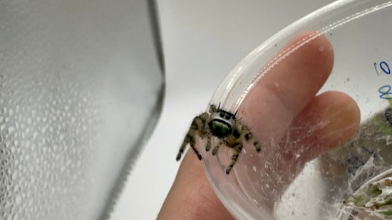 Female Phidippus Otiosus Jumping Spider by Rogue Exotics