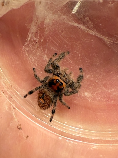 Regal Jumper Jumping Spider by Rogue Exotics