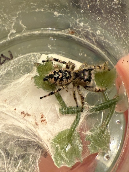 Female Otiosus Jumping Spider by Rogue Exotics