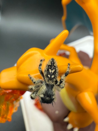 Otiosus Female Jumping Spider by Rogue Exotics