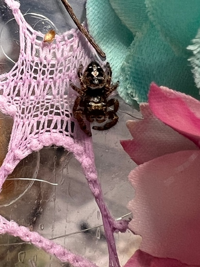 Phidippus Audax “bold Jumping Spider” Sling by Waffle Spoods