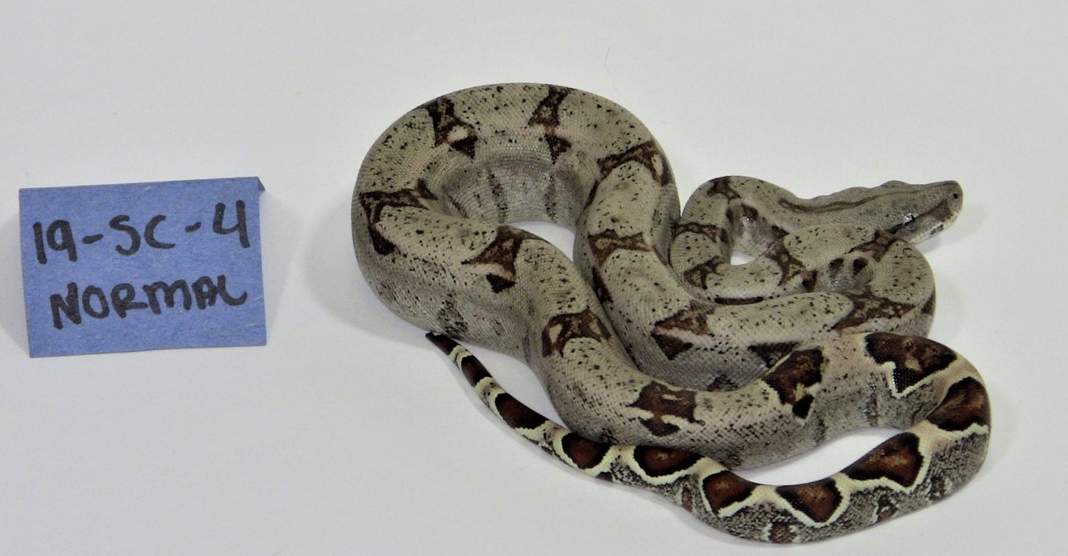 Normal Boa Constrictor by Rogue Xotics - MorphMarket