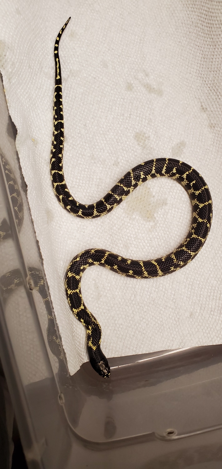 100% Het Albino Desert Kingsnake by Rogue Xotics - MorphMarket