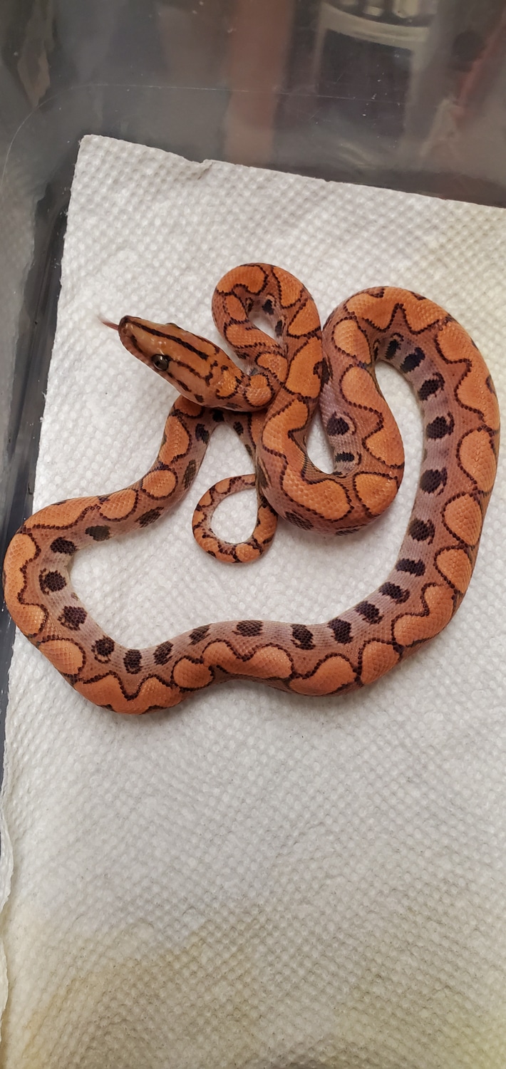 Hypo Brazilian Rainbow Boa by Rogue Xotics - MorphMarket
