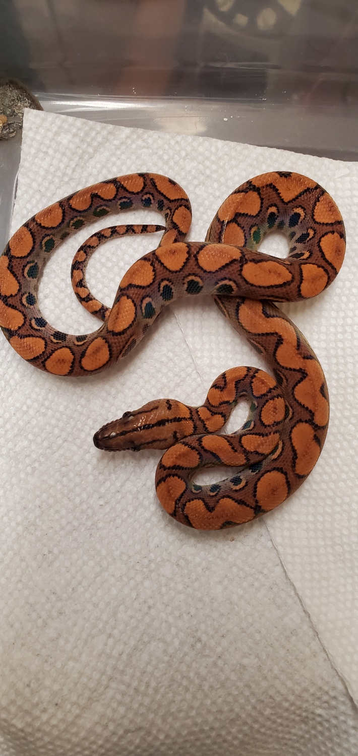 100% Het Hypo Brazilian Rainbow Boa by Rogue Xotics - MorphMarket
