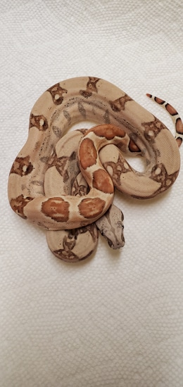 Hypo 100% Het Anery Boa Constrictor by Rogue Xotics